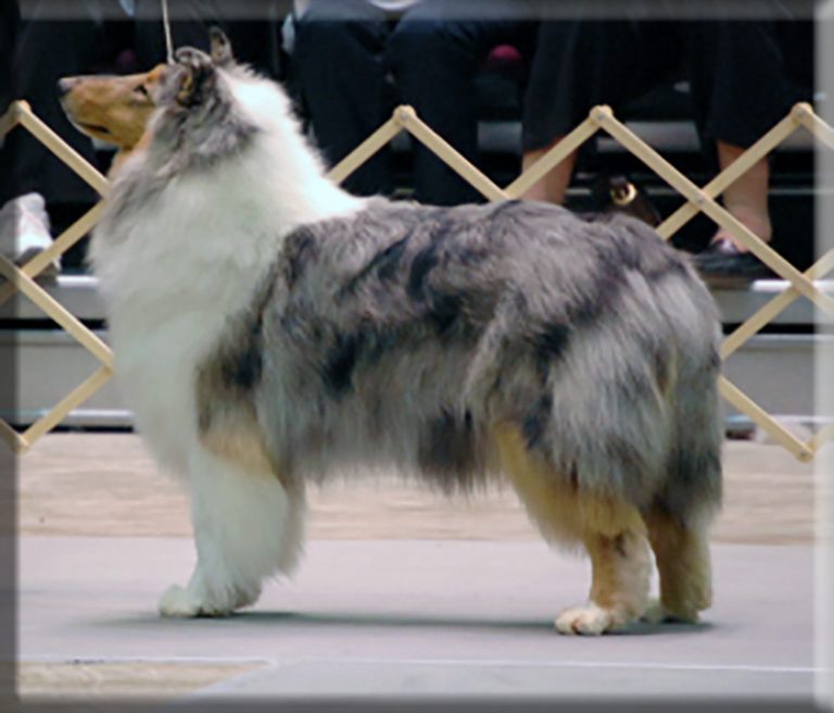 BISS AM/CAN CH BANNERSTONE ROSEPOINT ENVISION – Bannerstone Collies ...